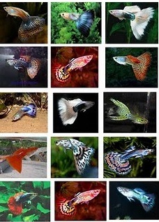 guppy fish care