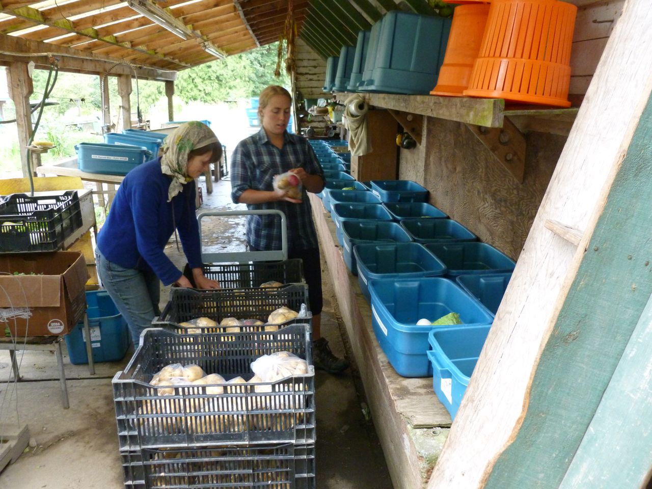 Glen Valley Organic Farm: Putting together a CSA box