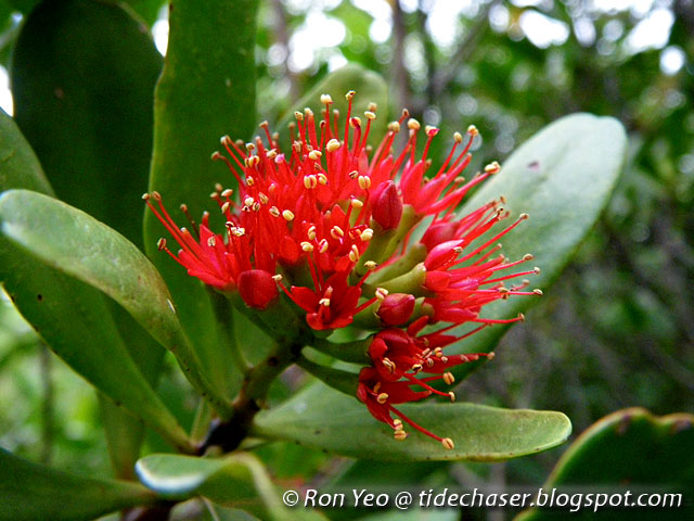 tHE tiDE cHAsER: Teruntum Merah (Lumnitzera littorea)