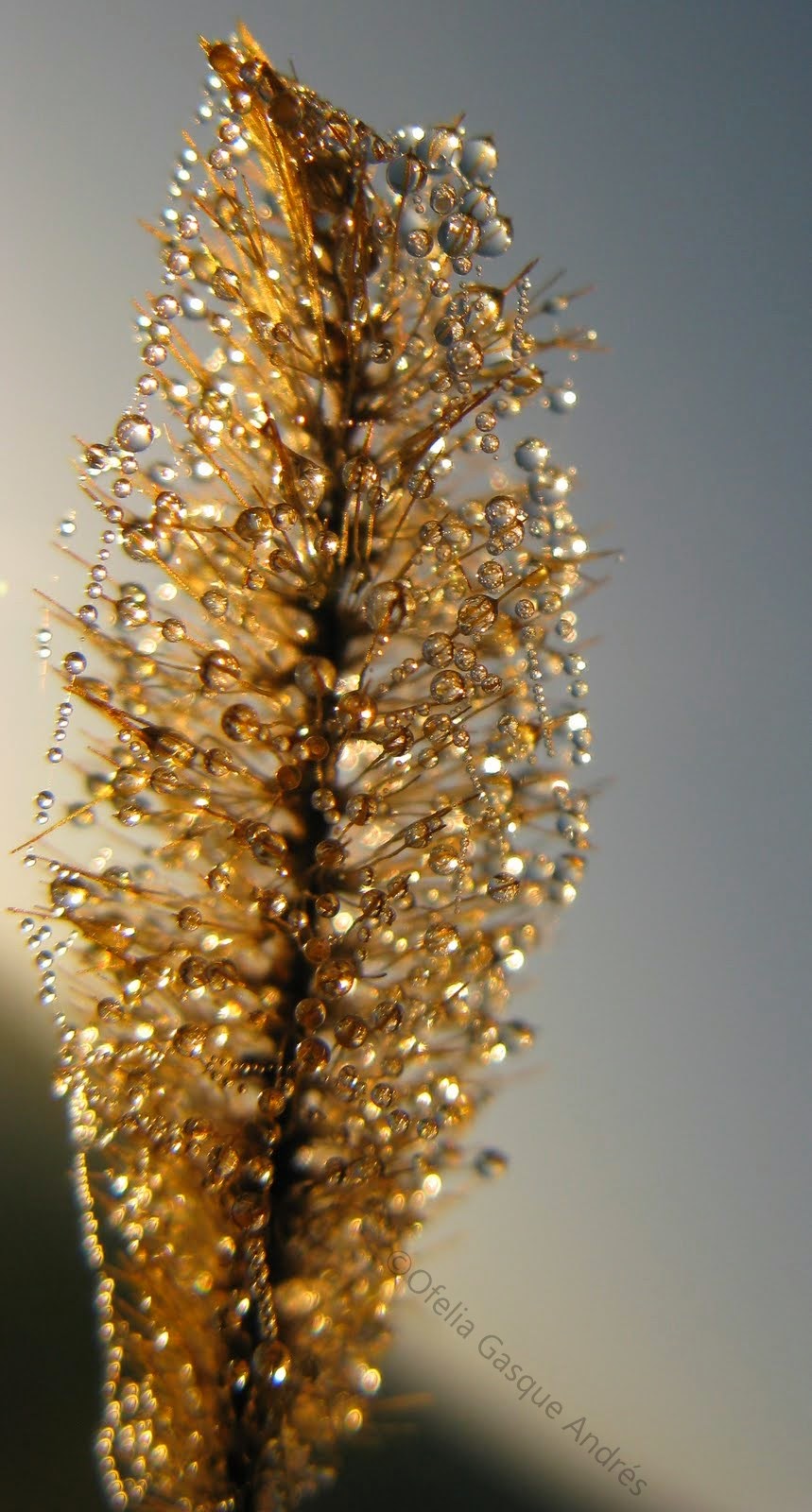 Mineral Vegetal: Rocío