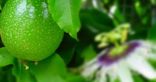 Cara Menanam Markisa Dengan Stek Cabang - saung petani