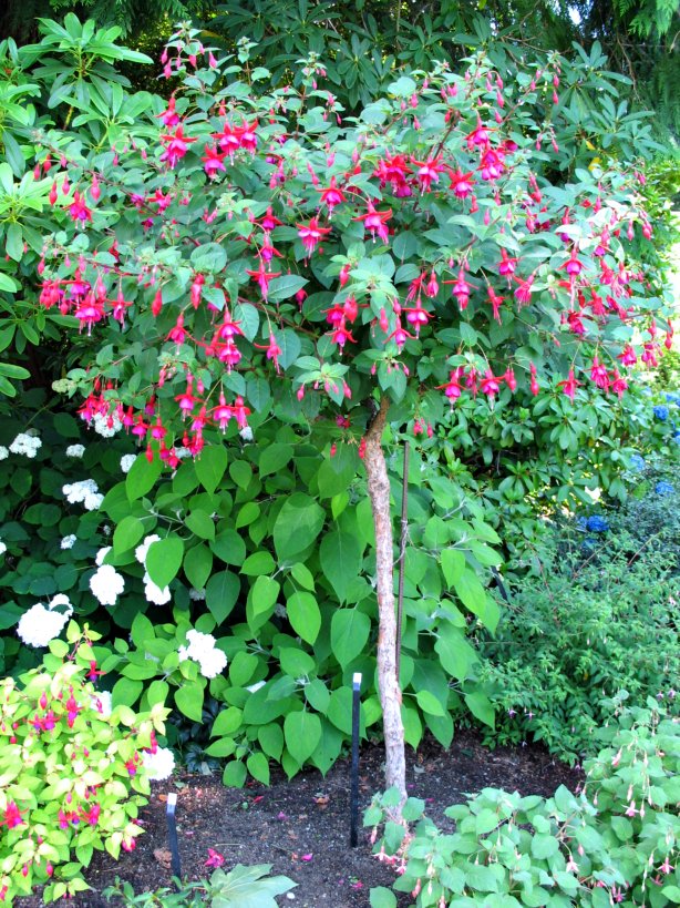 Idyll Haven: Bellevue Botanical Garden