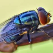 Insectos en la Investigación criminal : Insectos que participan en la ...