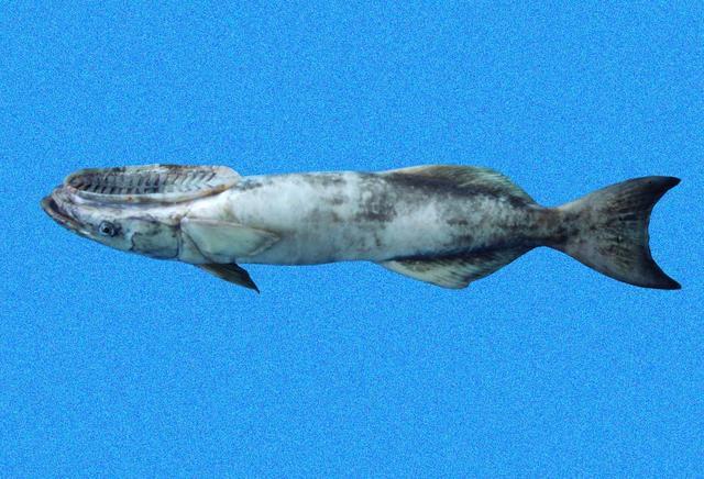 Artes de Pesca: VAMOS A PESCAR RÉMOLA