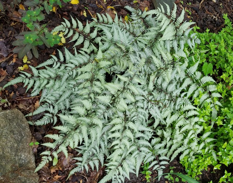 Future Plants by Randy Stewart: Fern - Athyrium ( Painted & Lady Ferns )