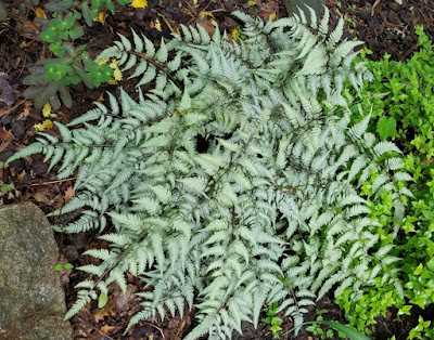 Future Plants by Randy Stewart: Fern - Athyrium ( Painted & Lady Ferns )