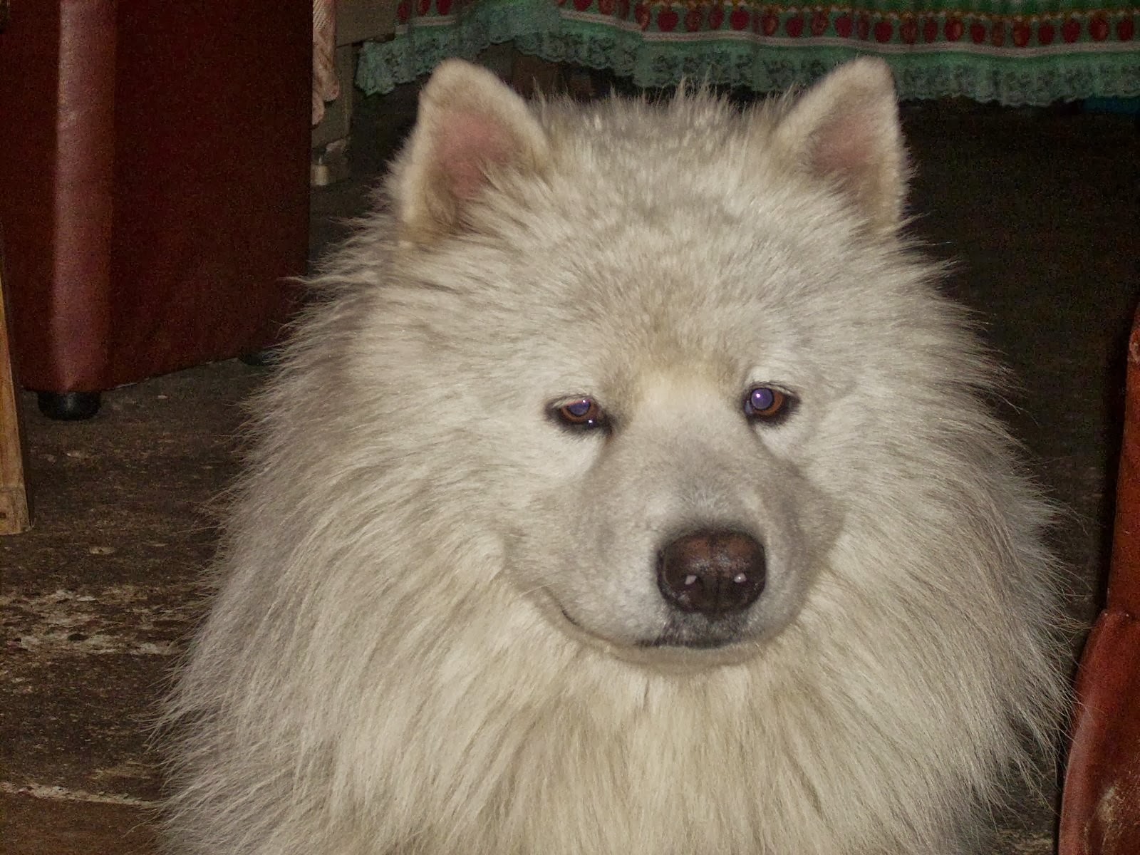 Razas de Perros: octubre 2013