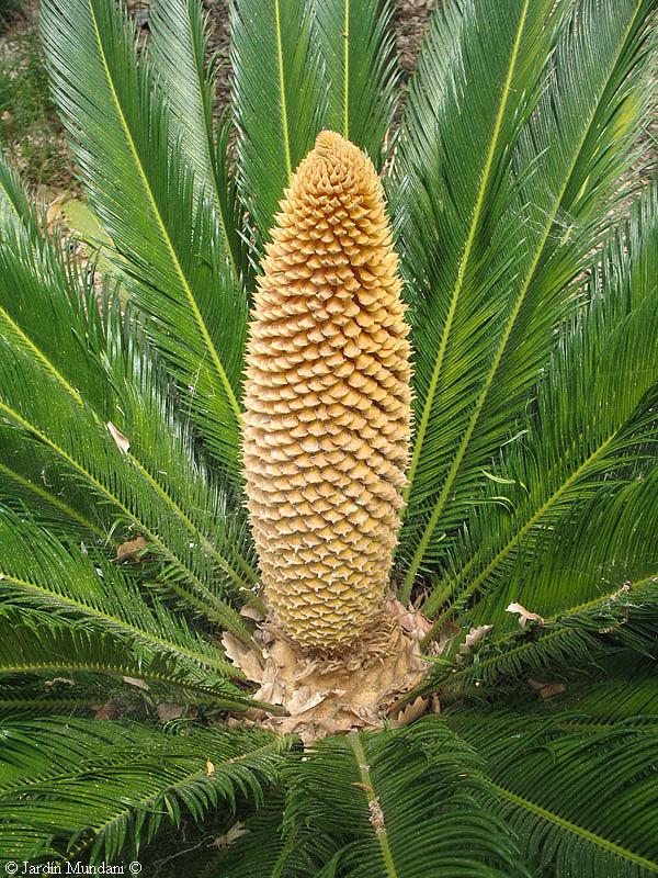 Future is written in green: Structural genetics: the perpetuation of ...