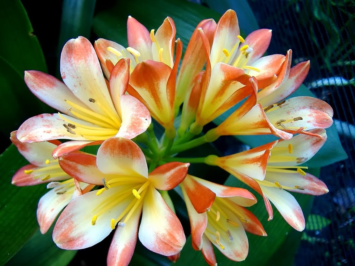 Flower Homes: Clivia Flowers