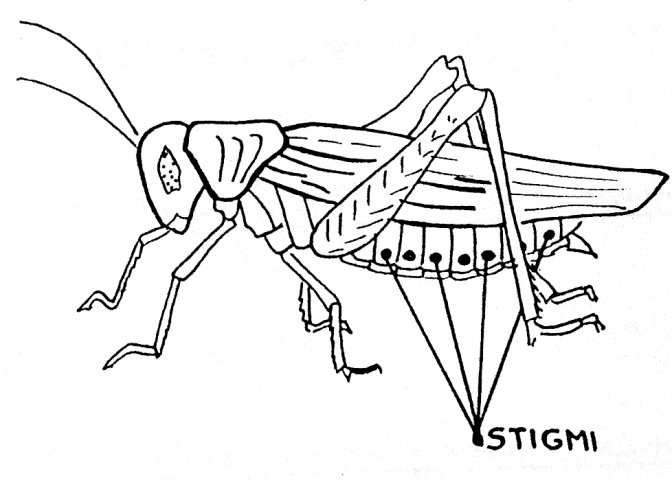 Briciole di Biologia --- Crumbs of Biology di Giovanna Rosati: Il ...