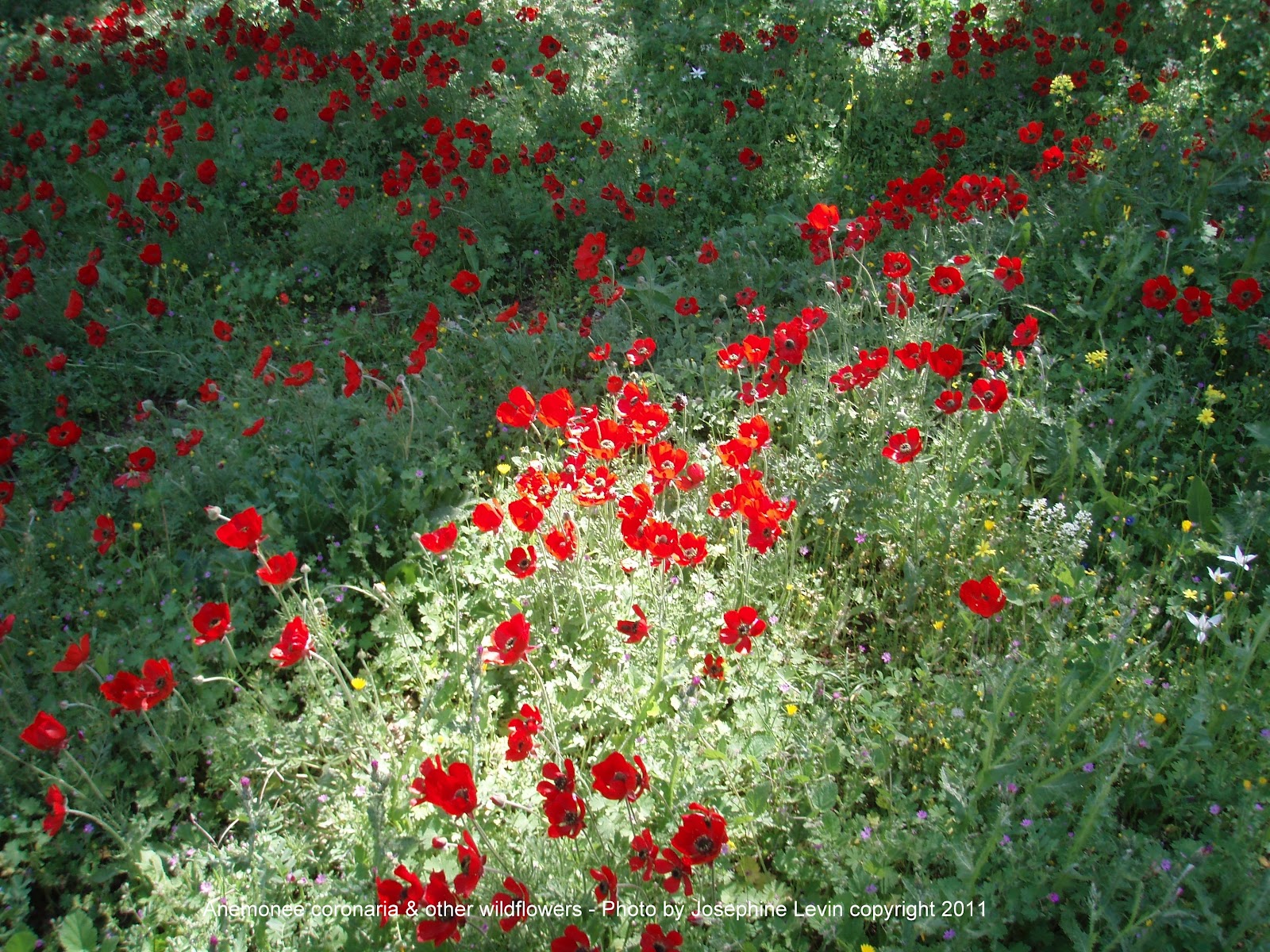 Wildflowers, Herbs & Trees of Jerusalem, Israel : SPRING & PASSOVER IN ...