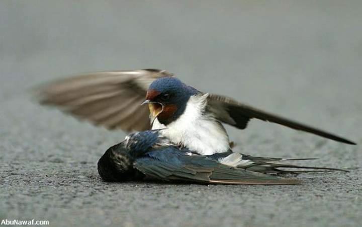 Sad Love Story, Bird Mourns Death of Mate | Amazing Creatures