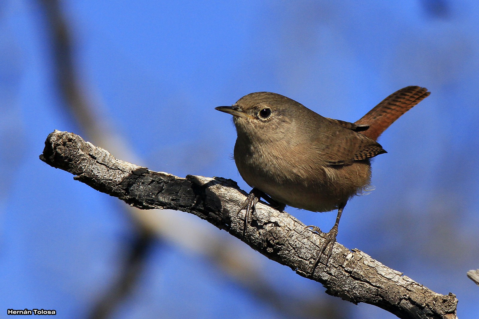 Aves de Argentina: Ratuchita de Lihué Calel