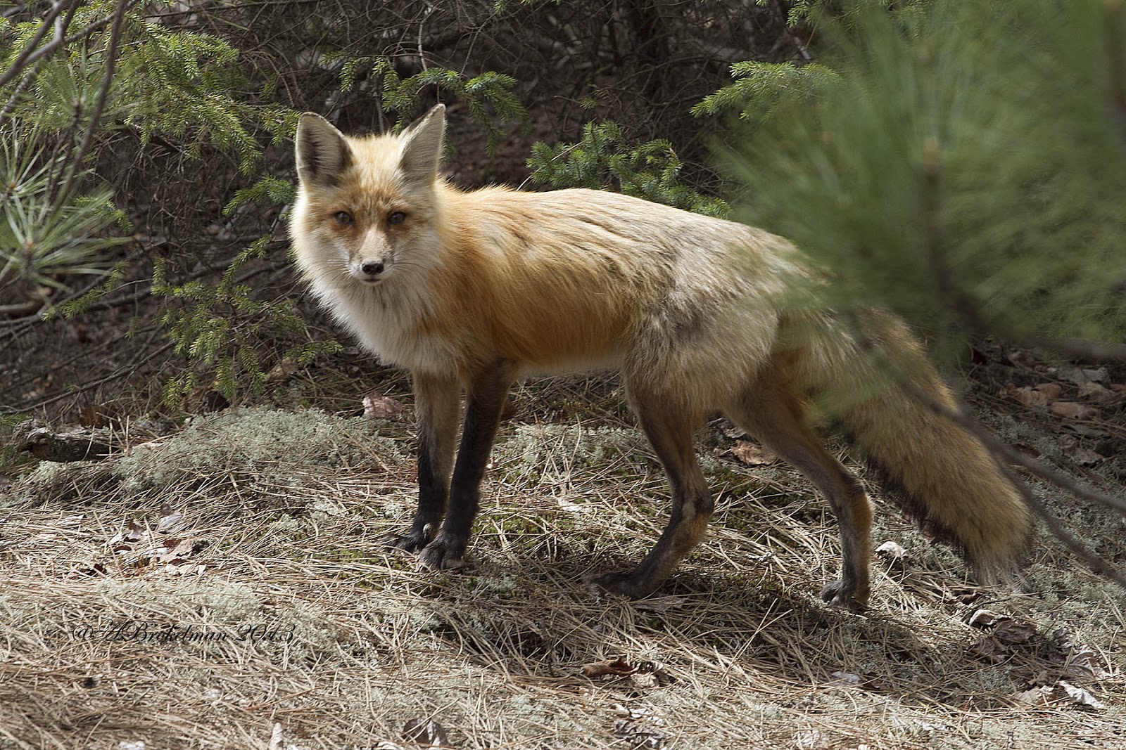 Male Red Fox AAA