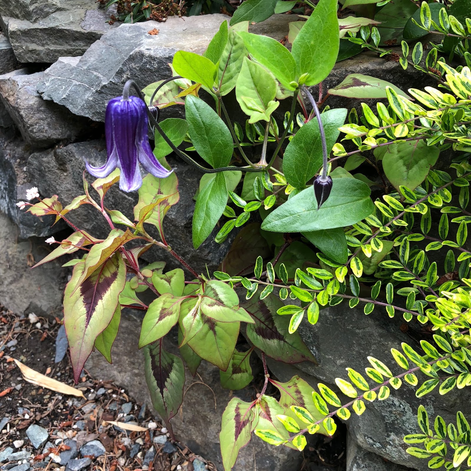 Bonney Lassie: Foliage Combos from The Hardy Plant Study weekend