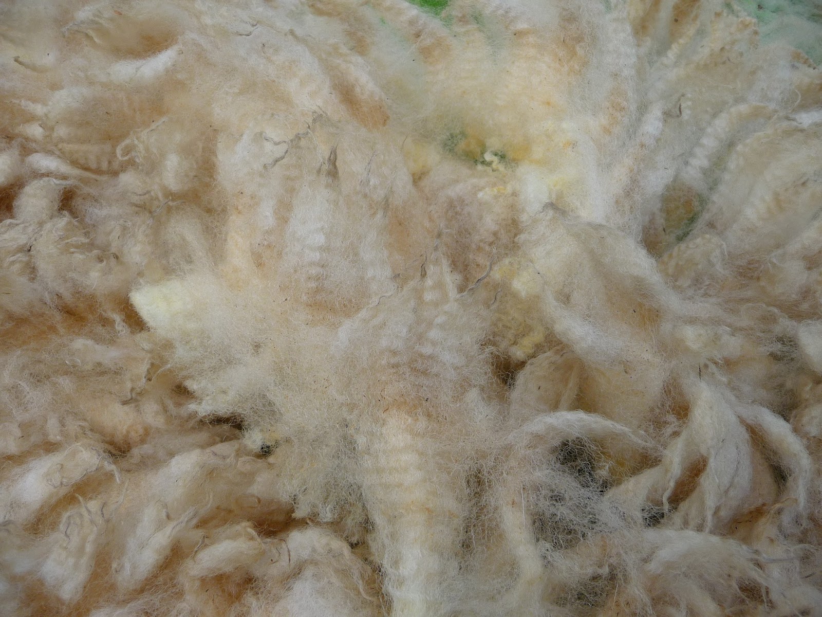 Wool - Tribulations of Hand Spinning and Herbal Dyeing: Skirting and ...