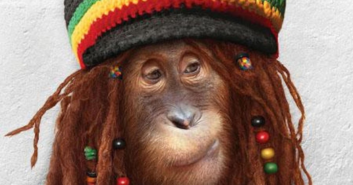 Image Drôle du Net: Singe déguisé en Bob Marley