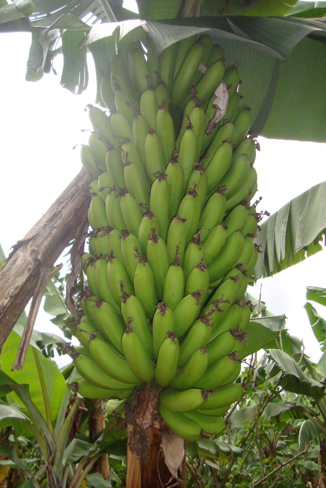 MRADI WA MIGOMBA AINA YA PHIA-Kitalu hiki kipo Kata ya Kitwe Wilaya ya ...