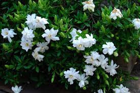 Inilah Khasiat Tersembunyi Dibalik Kecantikan Bunga Jempiring ...