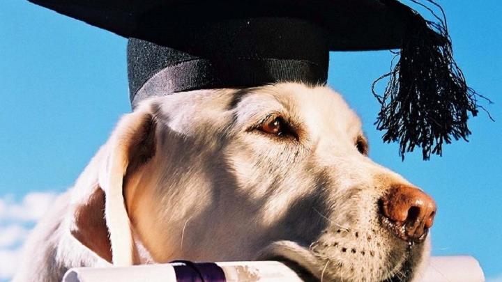 Watch Assistance Dogs Super Pups Graduate! | Australian Dog Lover