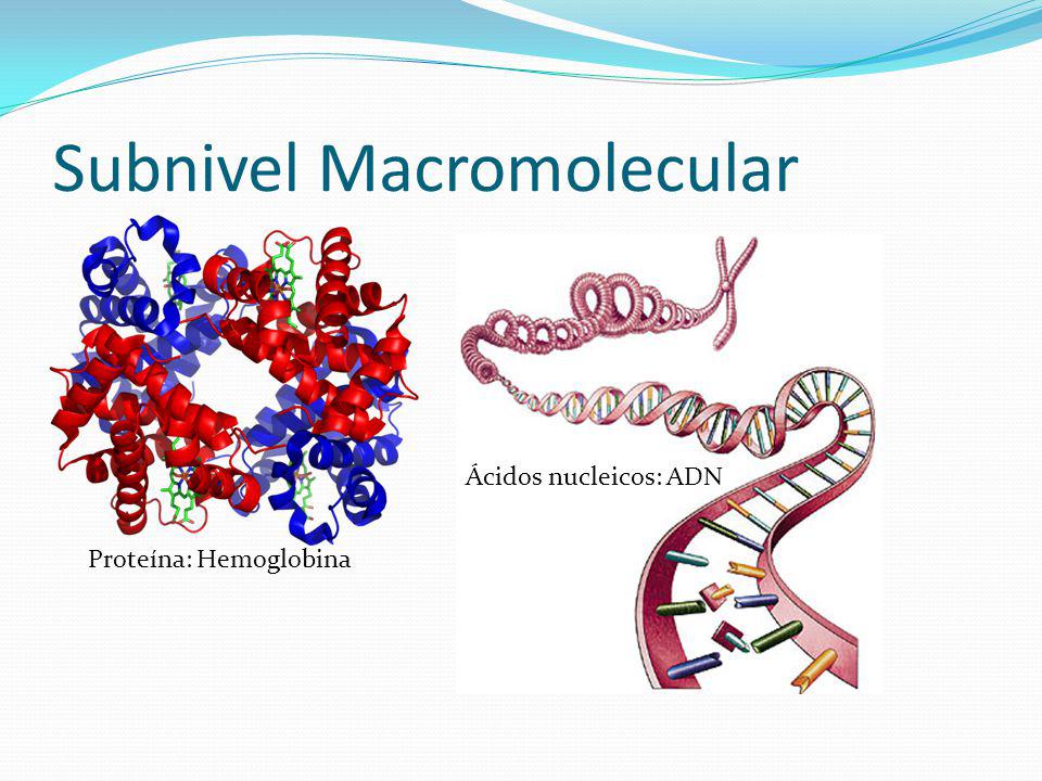 Lo importante de la Biología : NIVELES DE ORGANIZACIÓN DE LOS SERES VIVOS