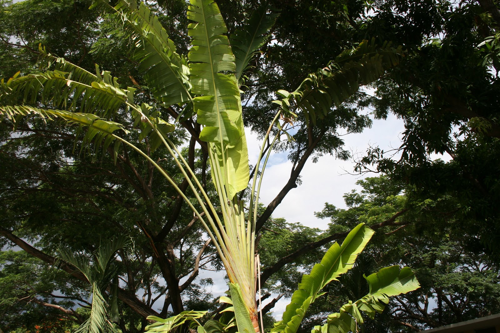 Haiti Hiatus: Brother Edward Shows Us a Glimpse of the Abundant Plant ...