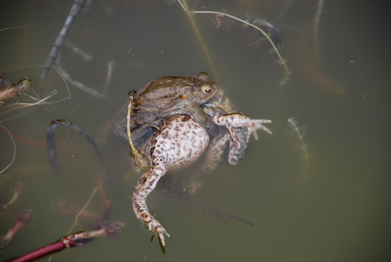 biodiversité dans notre jardin