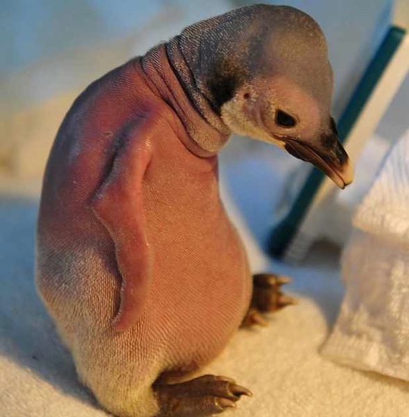 6 Bald Birds That Could Seriously Use Some Rogaine | Outdoors | Before ...