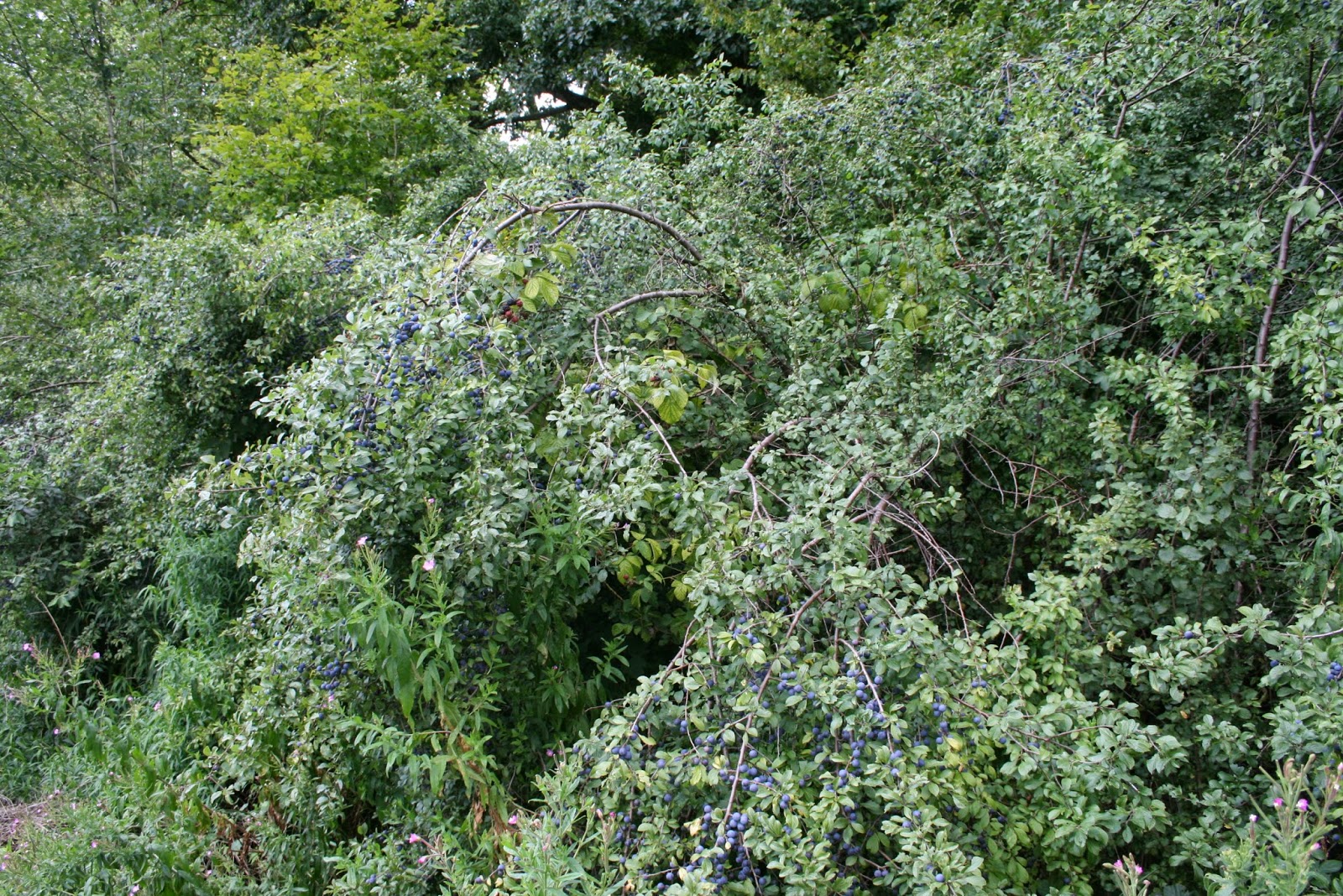 Cultiver avec les Ronces.