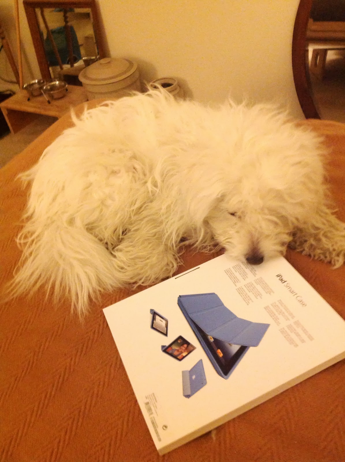 Extraordinary Elsie: The Eskie-poo Pup