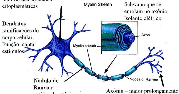 Medicina Veterinária - Isabela e Betina: HISTOLOGIA E EMBRIOLOGIA ...
