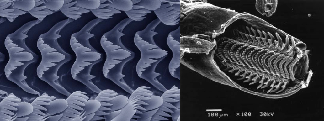ONU Invertebrate Zoology: Labs 05 and 06 - Mollusca