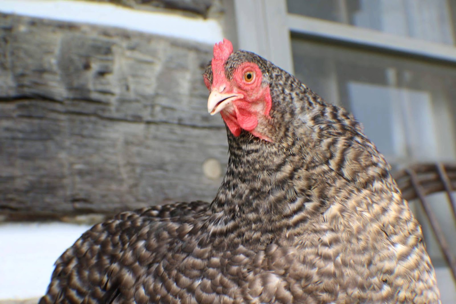 Helping a Weak or Sick Chick! – Happy Days Farm