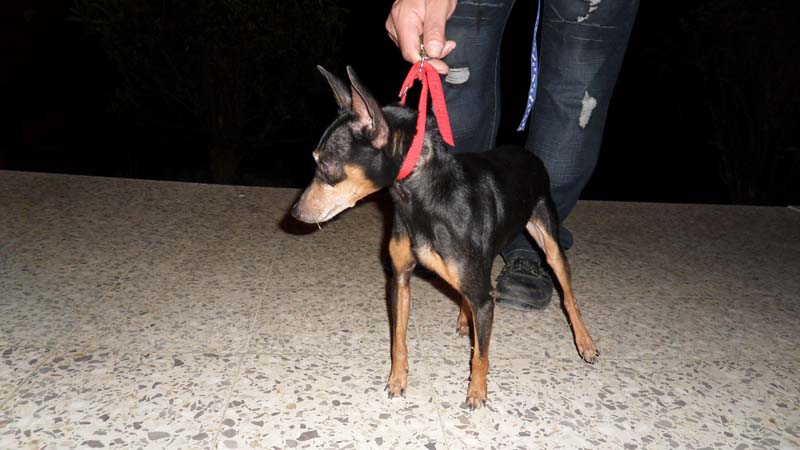 ZAGUATES Y MISINGOS: DOBERMAN PINSCHER MINIATURA EN ADOPCION