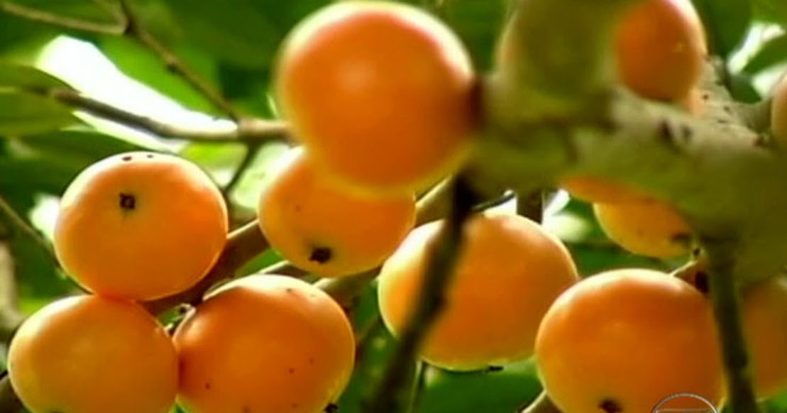 O cambucá e a cultura caiçara