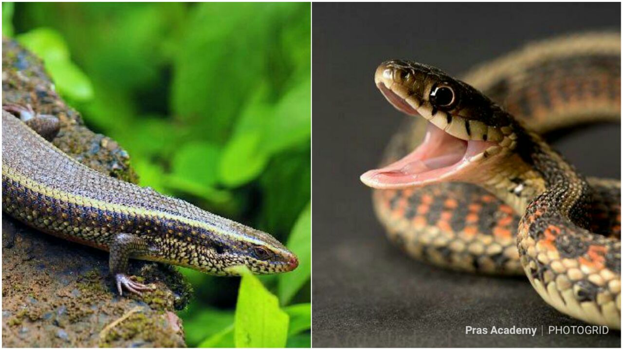 Pras Academy - SMP: Reproduksi Seksual Pada Hewan Berdasarkan Cara ...