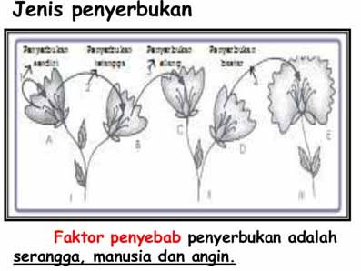 Penyerbukan / Persarian dan macam- macamnya