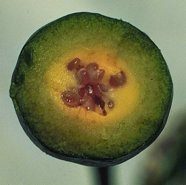 Trapiá - Crateva tapia L.