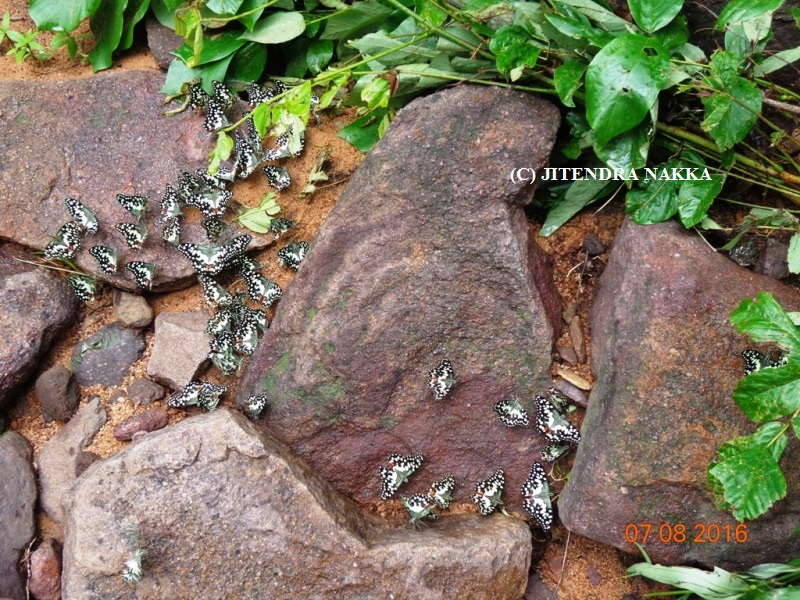 Chingra-pagaar Waterfall, Baruka, Gariyaband ~ Quest Chhattisgarh ...