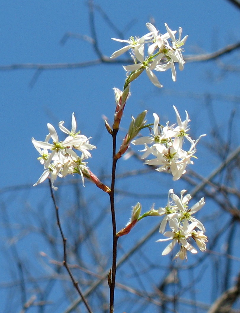 Downy Serviceberry Tree Fall