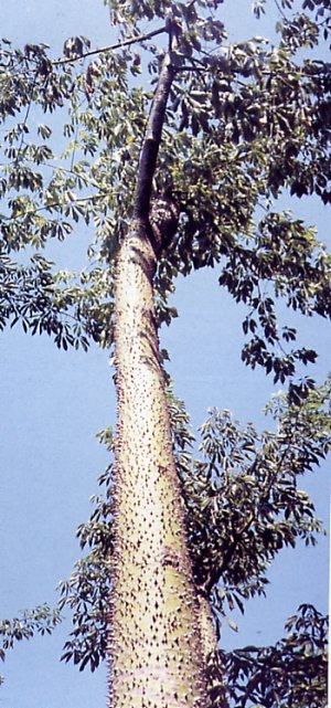 Home And Garden : Chorisia speciosa