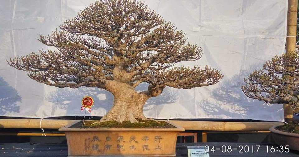 Inspirasi Bonsai Beringin Kimeng (Ficus Microcarpa) - DEN SHOIM