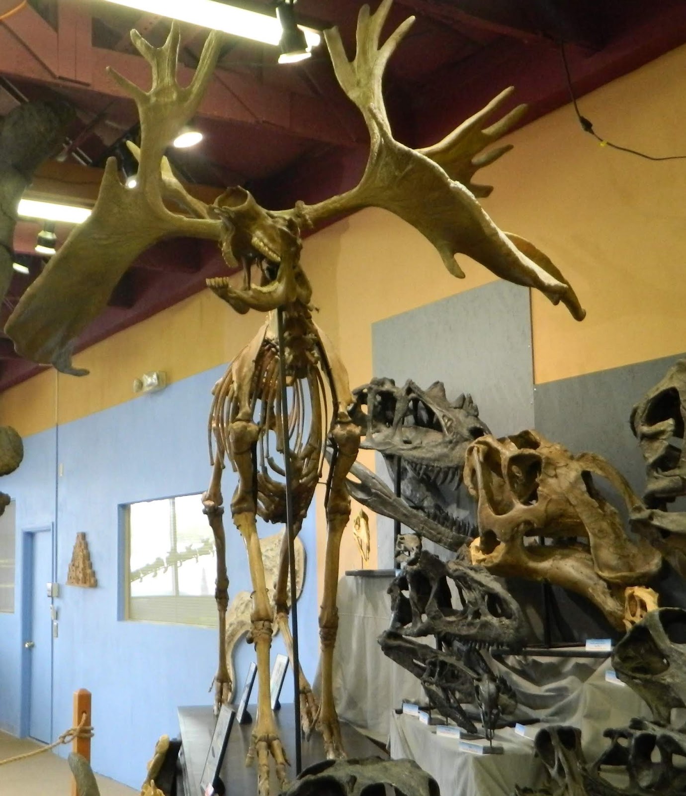 CSMS GEOLOGY POST: BIG FOSSILS: EXPLORING TUCSON SHOWS