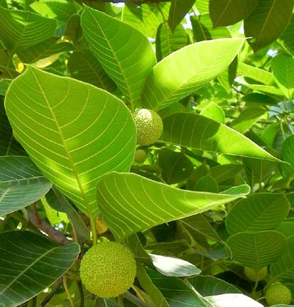 We love Our Bangladesh: Kadam/Kadambo is a rainy season flower in ...