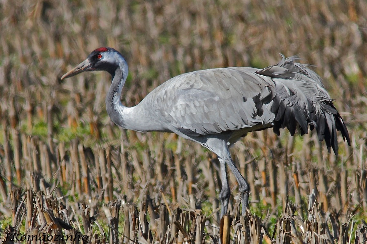 Pescador de aves: Grou comum
