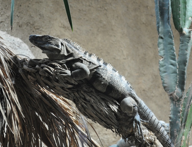 ZOOTOGRAFIANDO (6.100 ANIMALS): IGUANA NEGRA RAYADA / COMMON SPINY ...