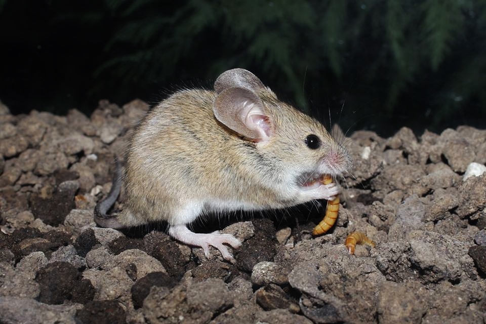 Biodiversity of Cyprus by NGO Protection of the Natural Heritage and ...