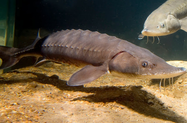 Lake Sturgeon | The Life of Animals