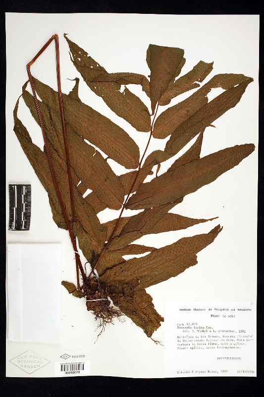 Flora de Puerto Rico Ilustrada Papo Vives: FERN TECTARIACEAE TECTARIA ...