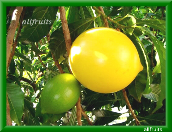 All Fruits in the World: Abiu Fruit [ emperor's golden fruit ]